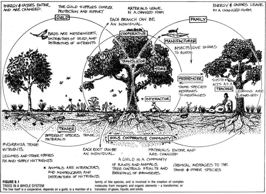 trees-in-a-whole-system-permaculture-design-manual – 1000 Islands ...