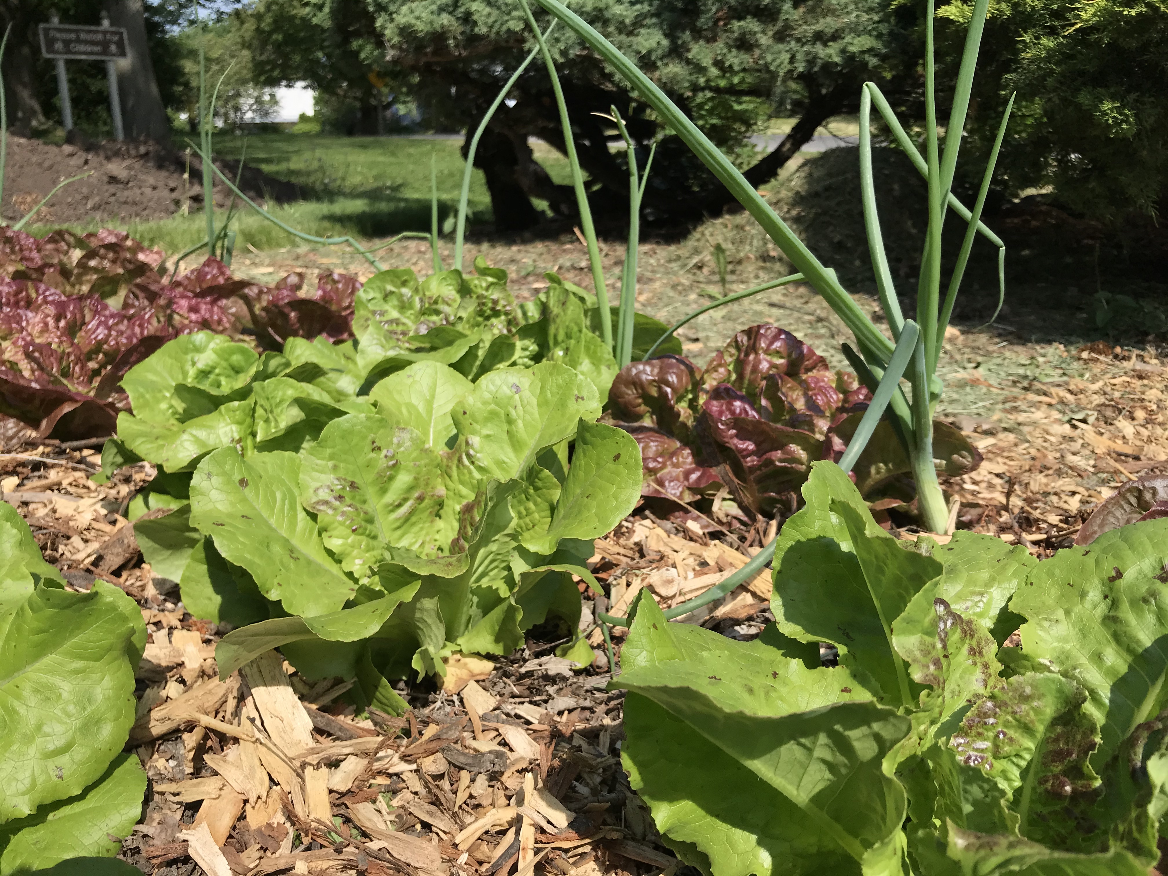 mulch-lettuce – 1000 Islands Master Gardeners